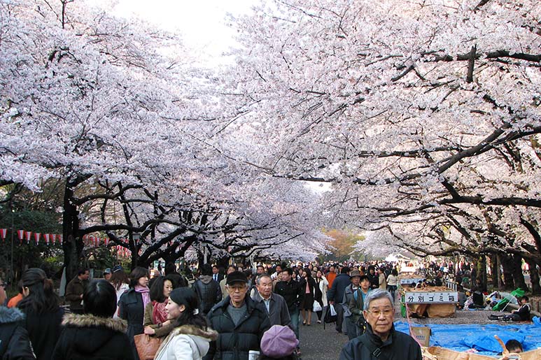 10 cosas que hacer en Tokio en abril