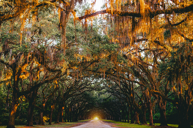 Best Neighborhoods in Savannah: Where Should You Go?