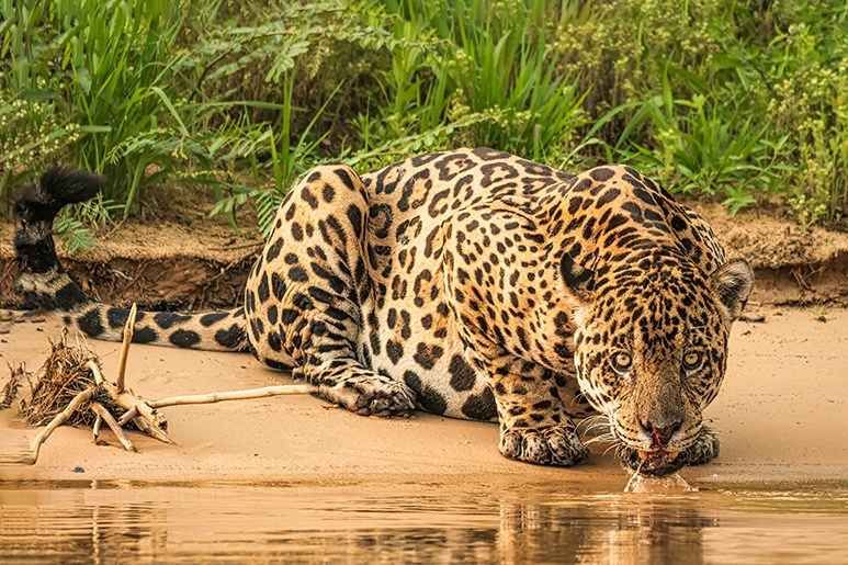 11 Best National Parks in Brazil for Nature Lovers