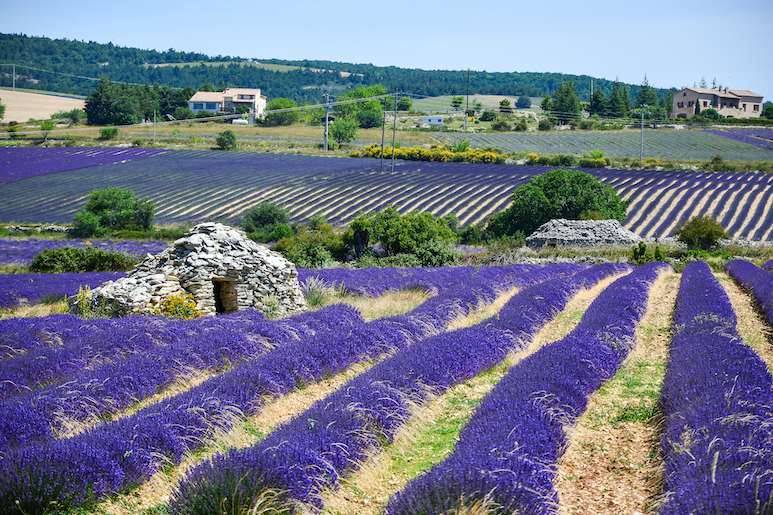 Kompletní průvodce levandulovými poli v Provence