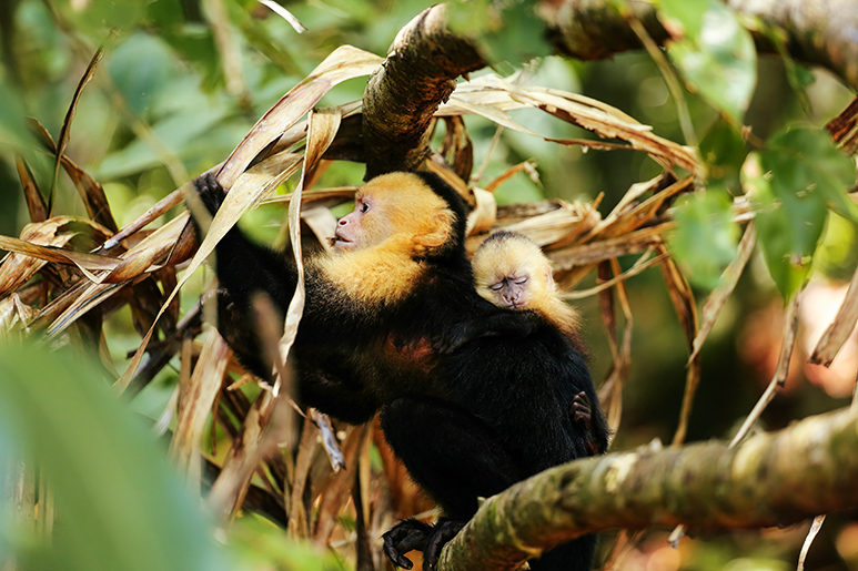 10 Best Places to See Wildlife Around the World