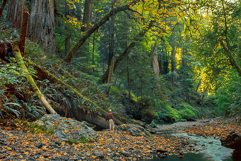 Guide To The Best Time To Visit Redwood National Park