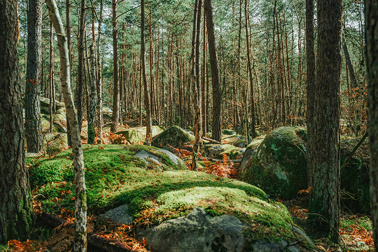 Best Hikes Near Paris: 5 Spectacular Trails
