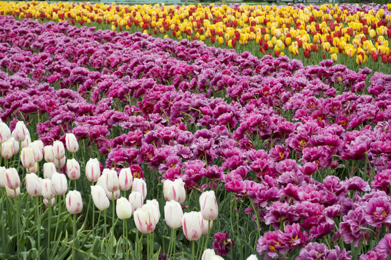 Melbourne in Spring: 8 Great Things To See and Do