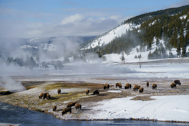 Ghid pentru cel mai bun moment să vizitezi Parcul Național Yellowstone