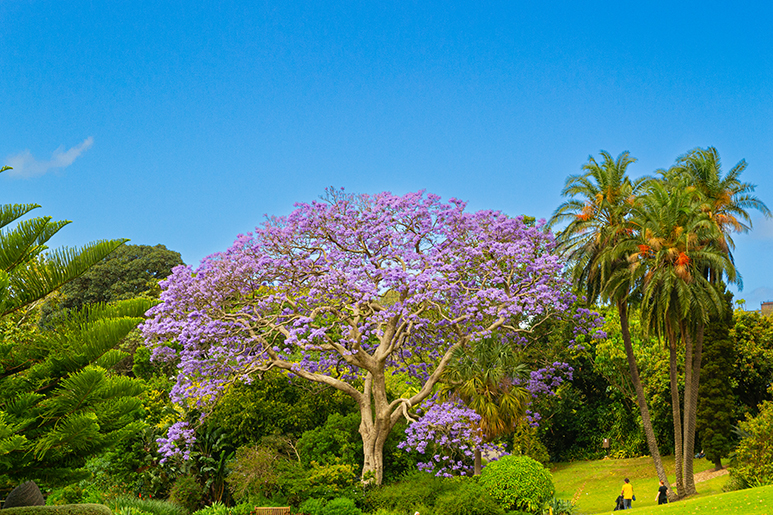 Sydney in Spring: Your Guide to Australia’s Best Season
