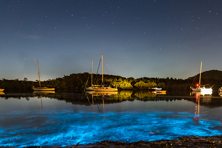 10 Best Bioluminescent Bays In The World