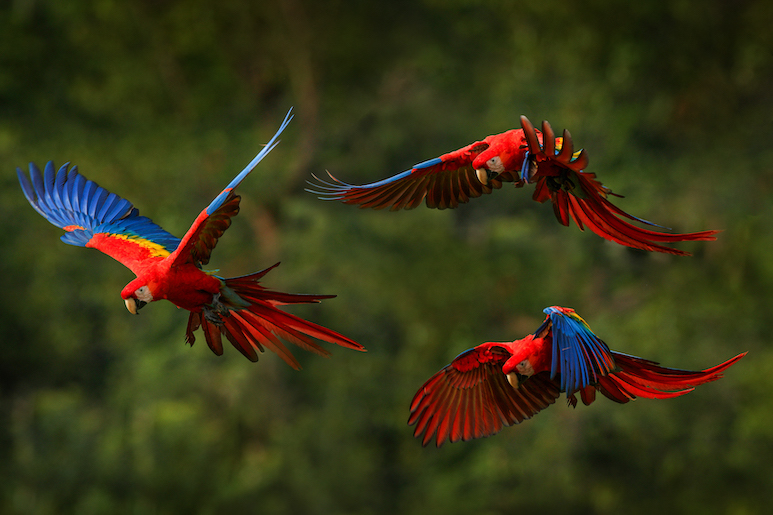 Det bedste tidspunkt at besøge Iguazú Nationalpark på