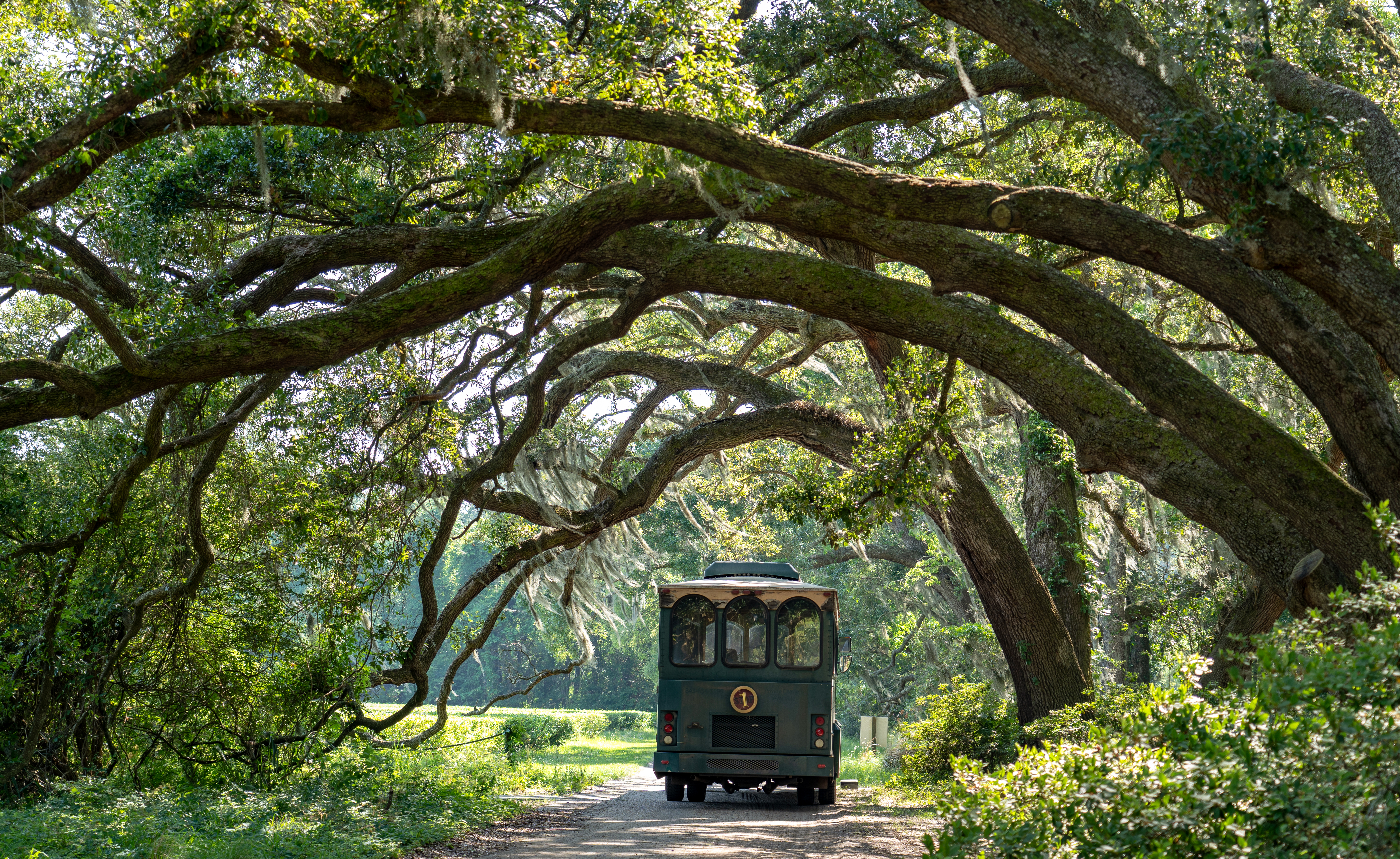 Hidden Gems in Charleston: 10 Unique Charleston Experiences