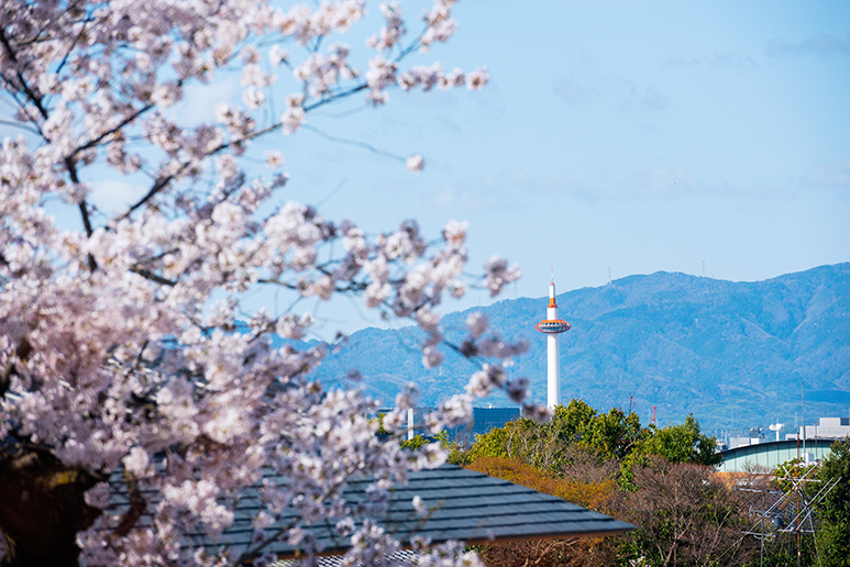 8 Best Things To Do in Kyoto in Spring
