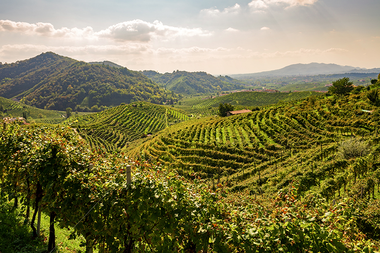 Discover the Best Countries for Wine Lovers