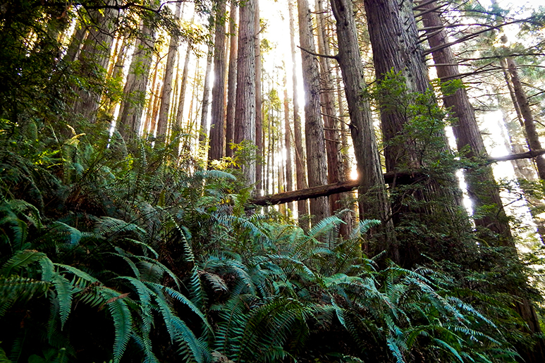 Guide To The Best Time To Visit Redwood National Park