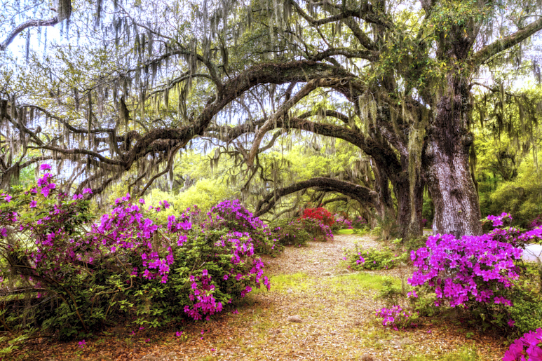 The Ultimate Guide to Your First Time in Charleston