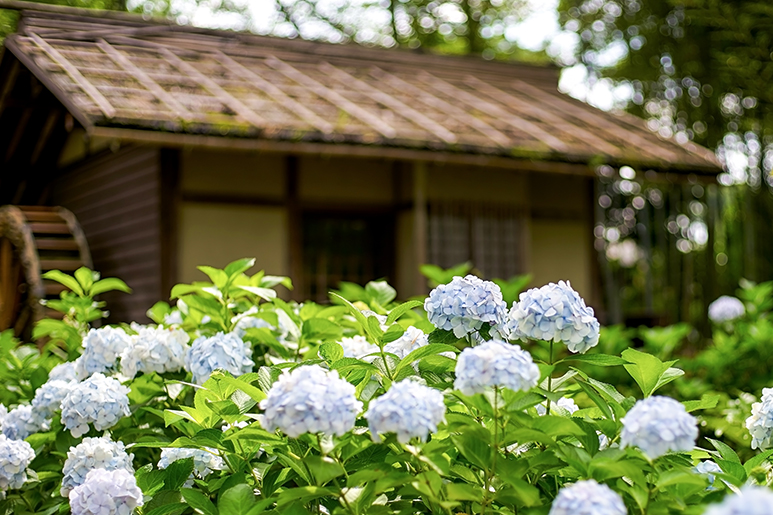 A Guide to the Best Time To Visit Tokyo