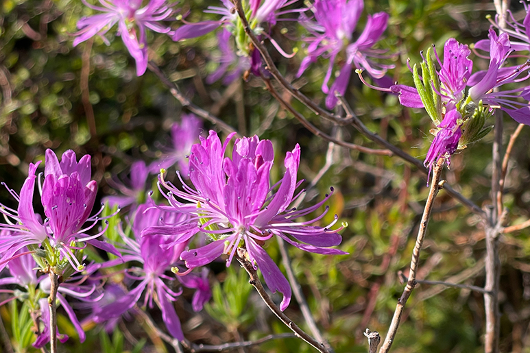 Best Time To Visit Acadia National Park: Your Detailed Guide