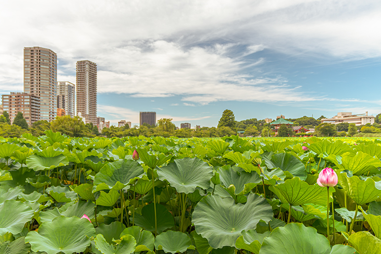Discover the Best Walks in Tokyo
