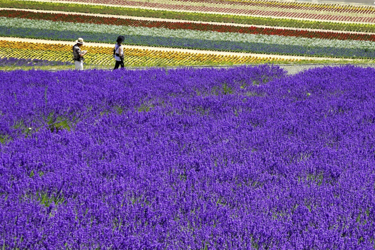 The 10 Best Lavender Fields in the World