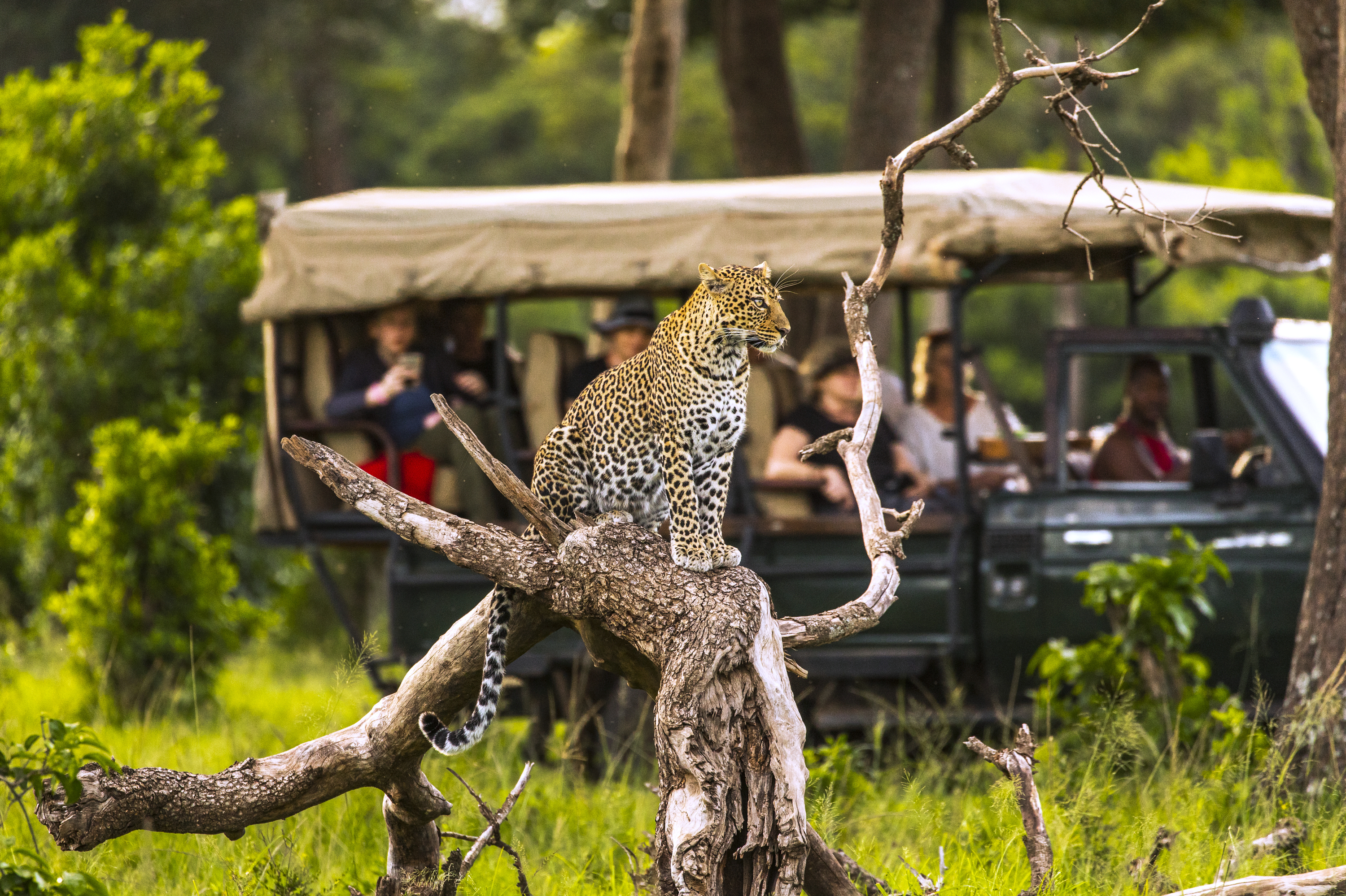 The Complete African Safari Travel Guide: 6 Top Destinations