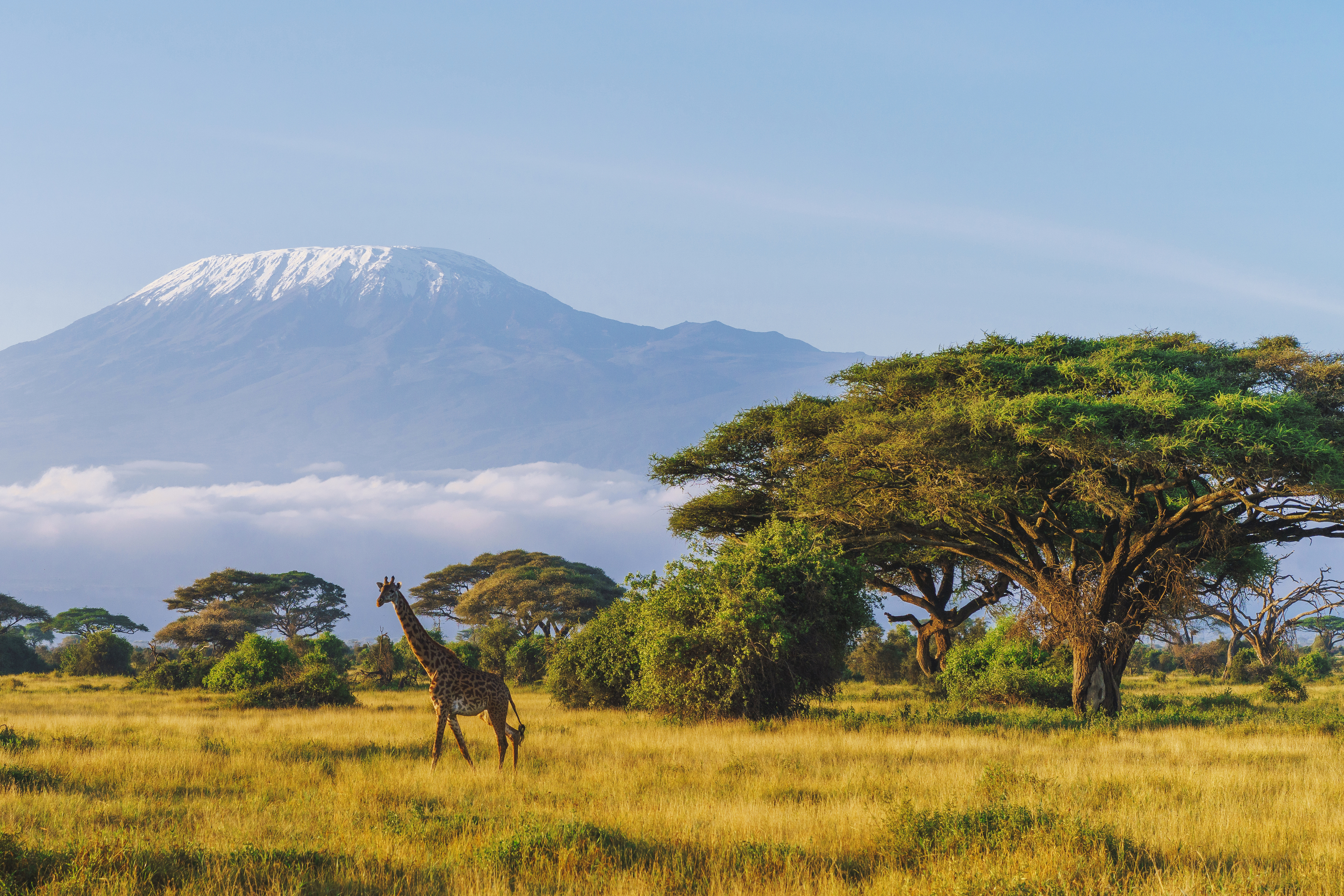 The Complete African Safari Travel Guide: 6 Top Destinations