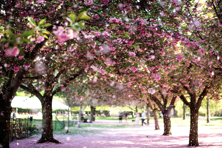 Discover the 7 Best Places to Travel in Spring