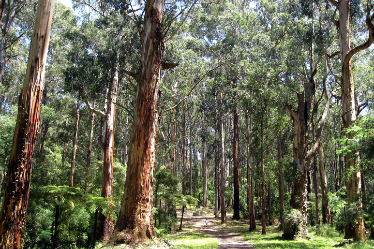 9 of the Best Views in Melbourne and Where To Find Them