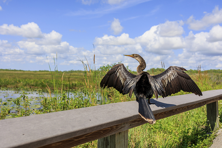 Best Time To Visit Everglades National Park: Detailed Guide