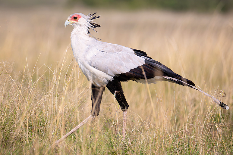 Best Time To Visit Masai Mara In Every Season