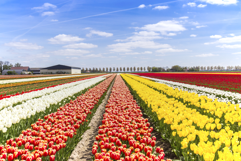 When and Where To See the Iconic Tulips in Amsterdam