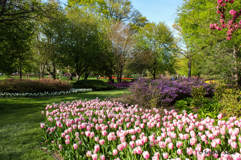Spring in Maryland: 8 top things to do and see