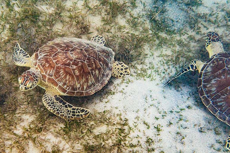 Las 12 mejores cosas que hacer en Puerto Rico con niños y adolescentes