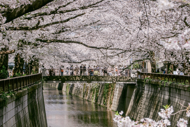 Discover the Best Walking Trails in Tokyo