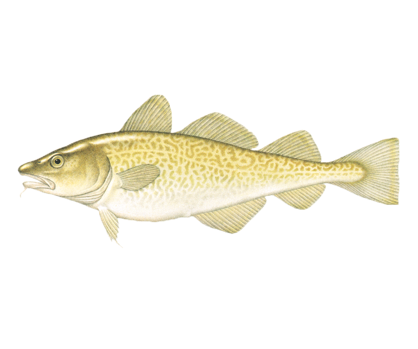 Wild Alaska Cod | Species | Trident Seafoods